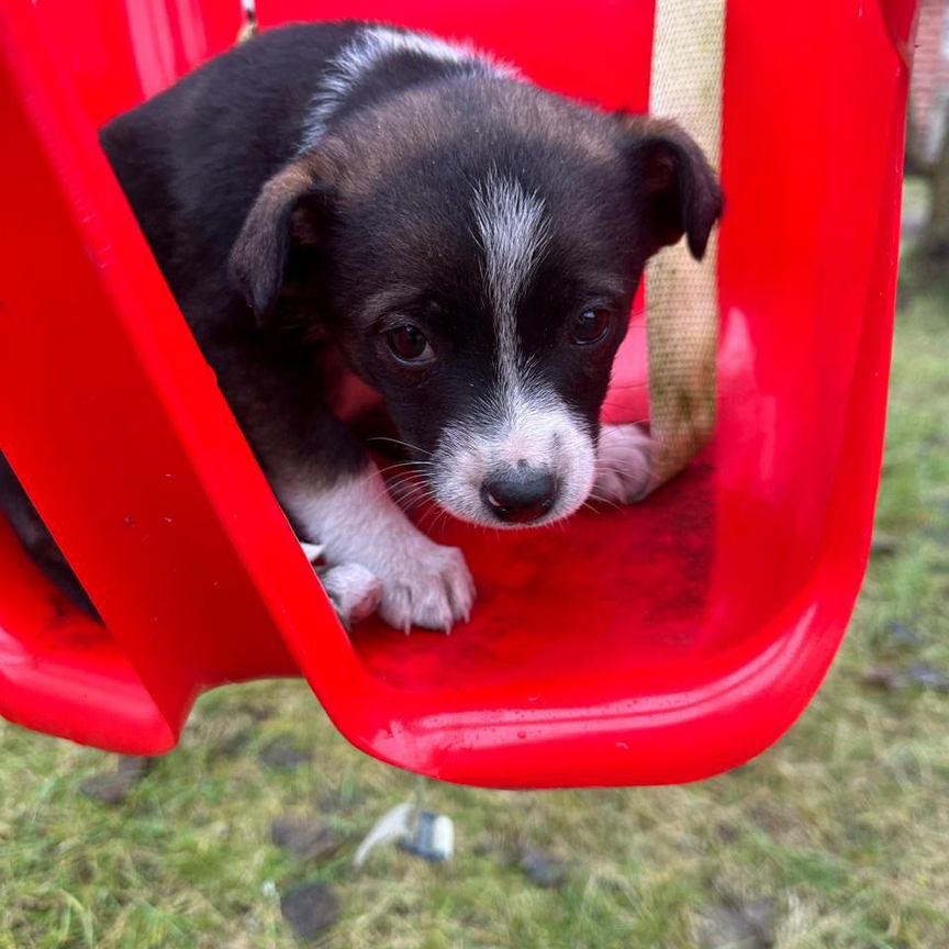 Отдам щенков в добрые руки