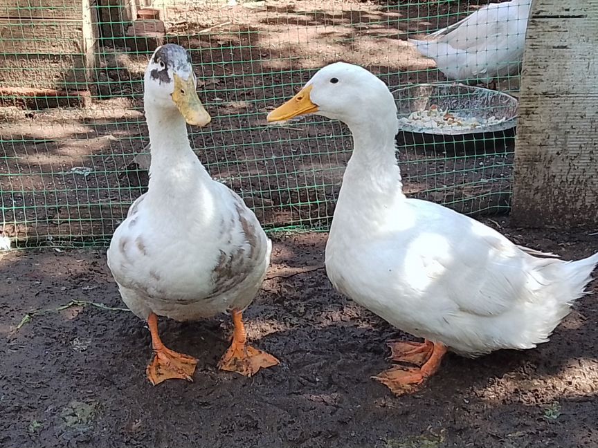 Мускусные утки