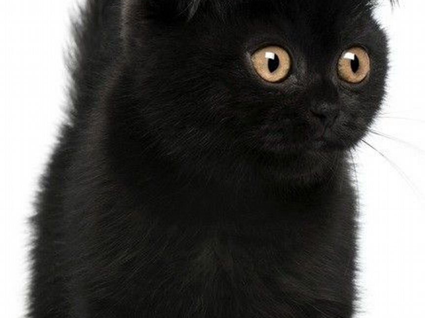 Шотландский вислоуий котик
