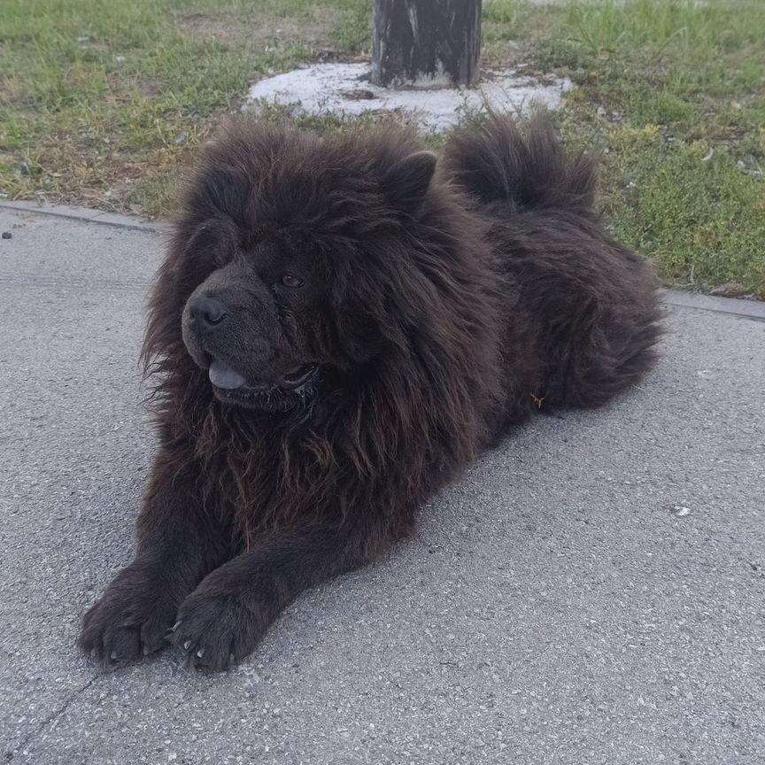 Собака породы чау-чау