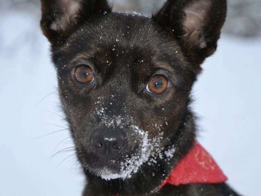 Черри ищет дом