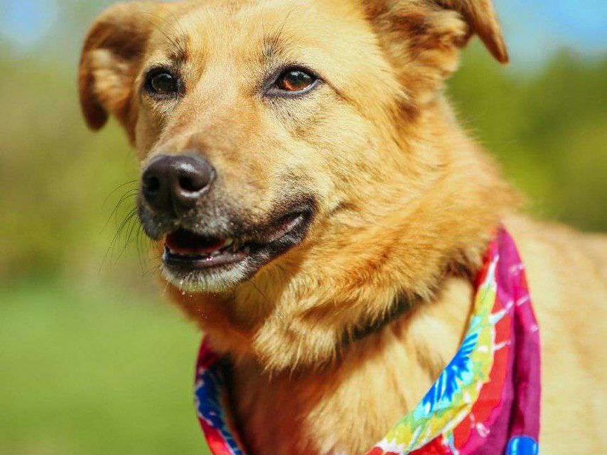 Собака в добрые руки отдам бесплатно