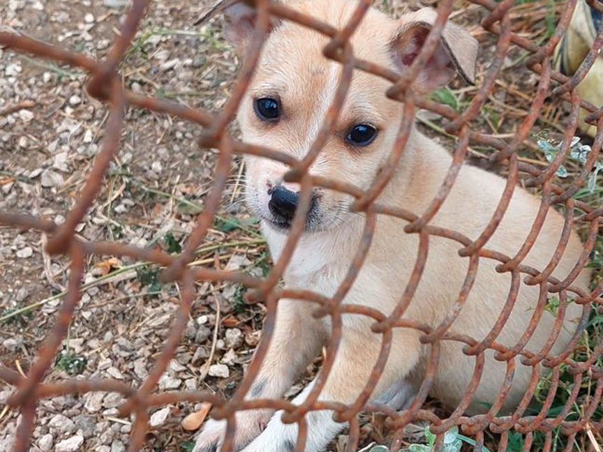 Йоркширский терьер щенки