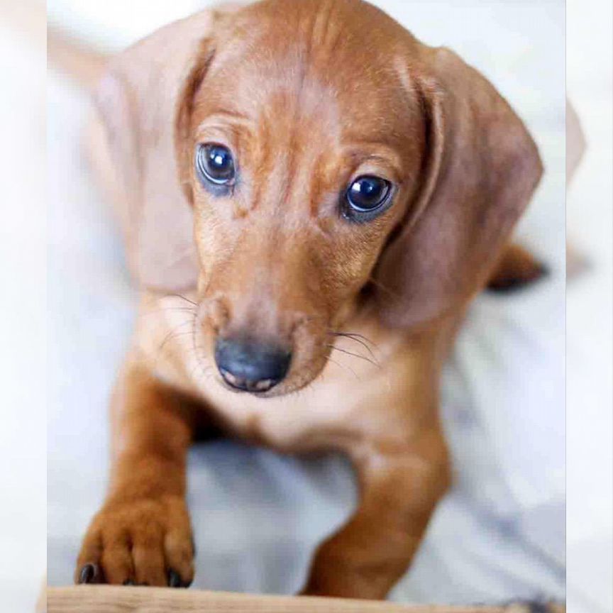 Карликовая такса, щенок