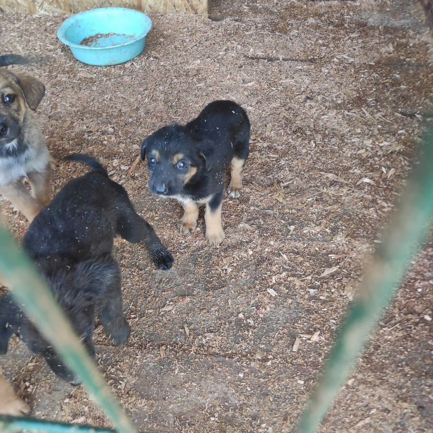 Щенки в отлове