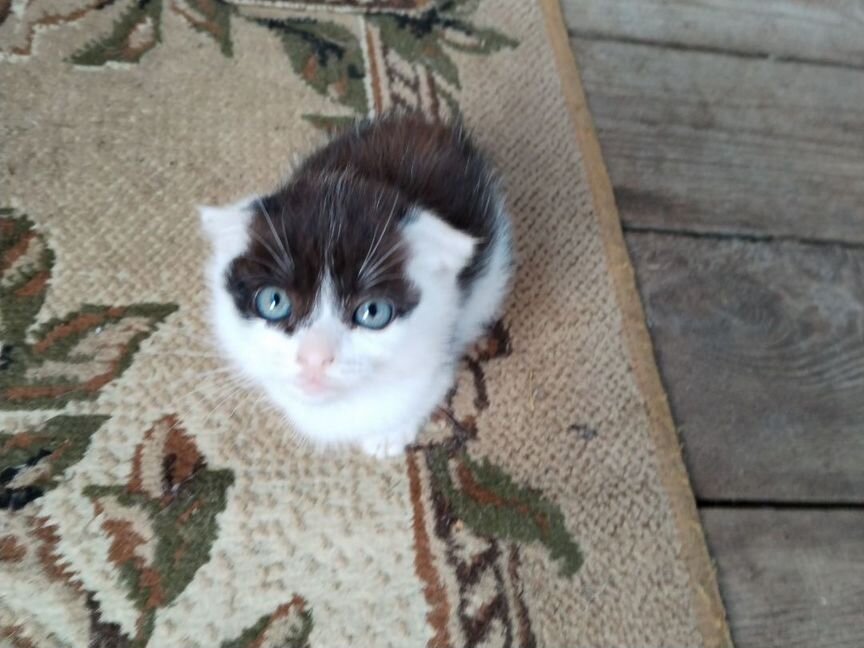 Кошка в дар бесплатно