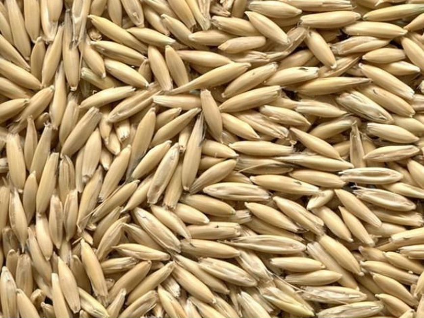 Овес оптом и в розницу