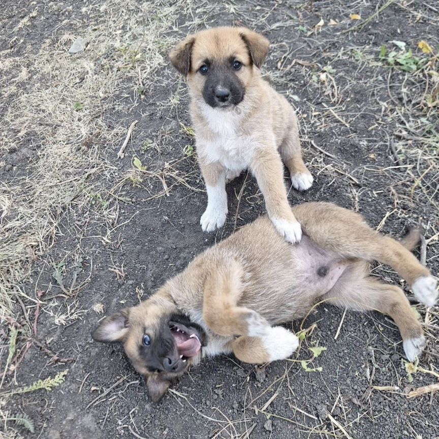 Щеночки в добрые руки