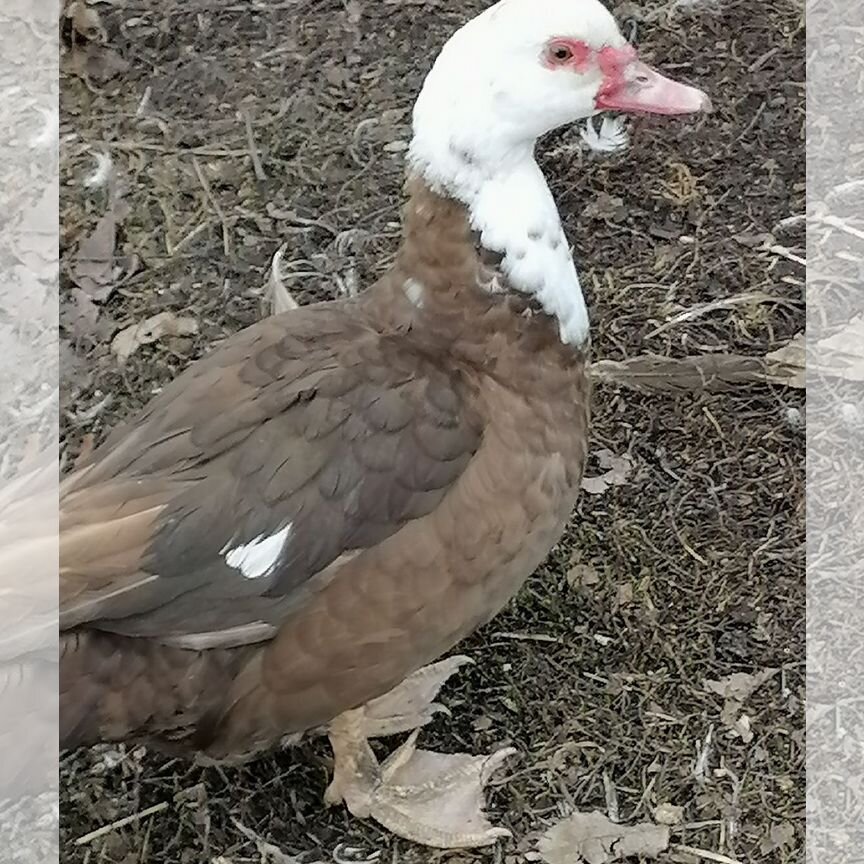 Мускусные утки