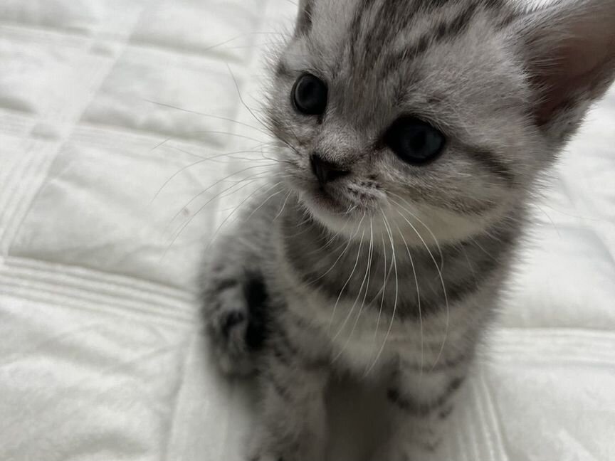 Котята