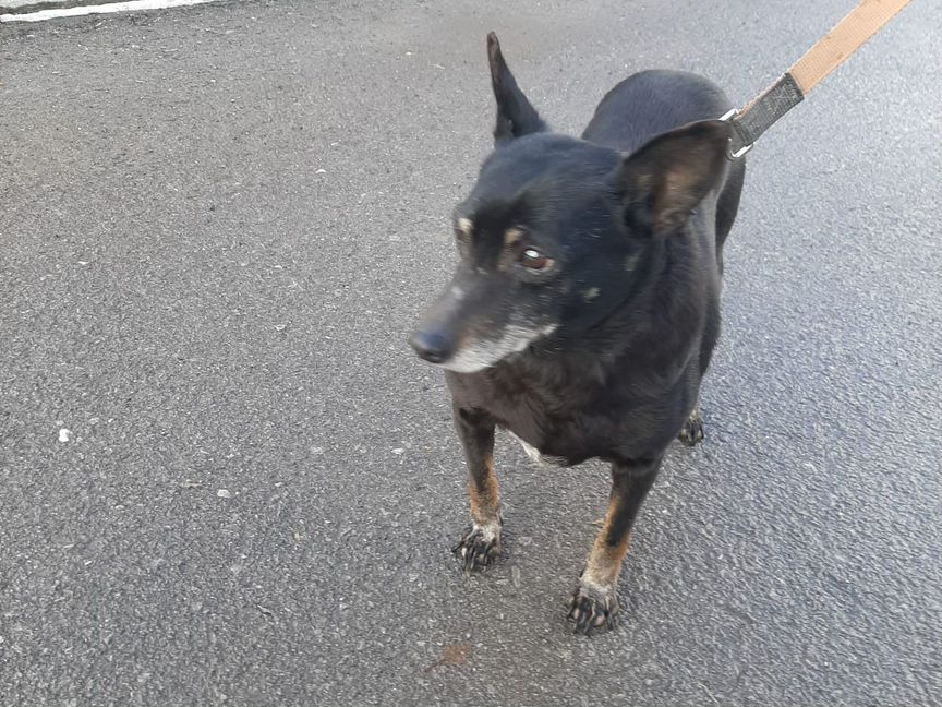 Жуля старушка ждет в приюте