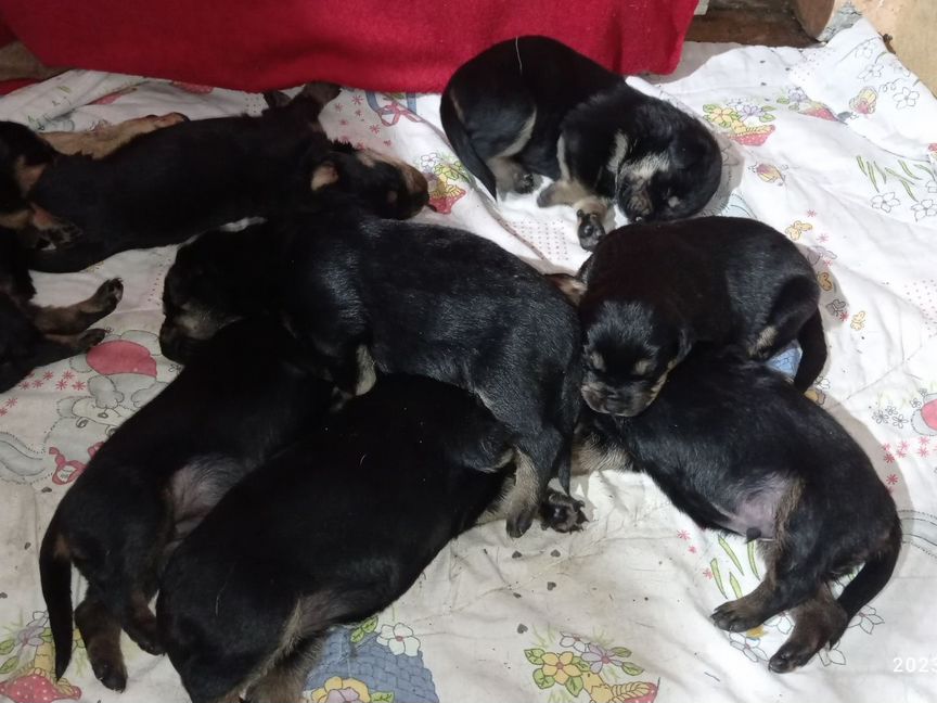 Щенки ротвейлера бронь