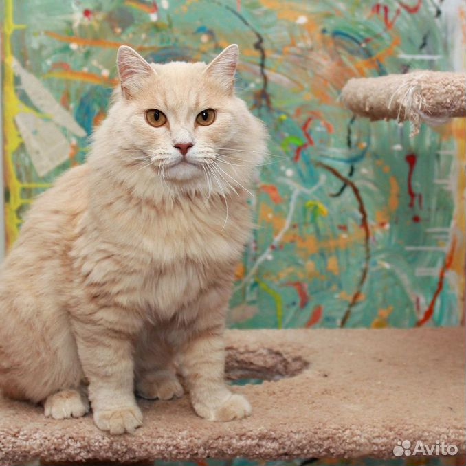 Кот в добрые руки. Шанс для добряка Персея