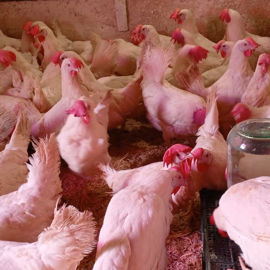 Куры несушки