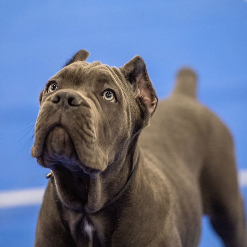 Серый мальчик кане корсо