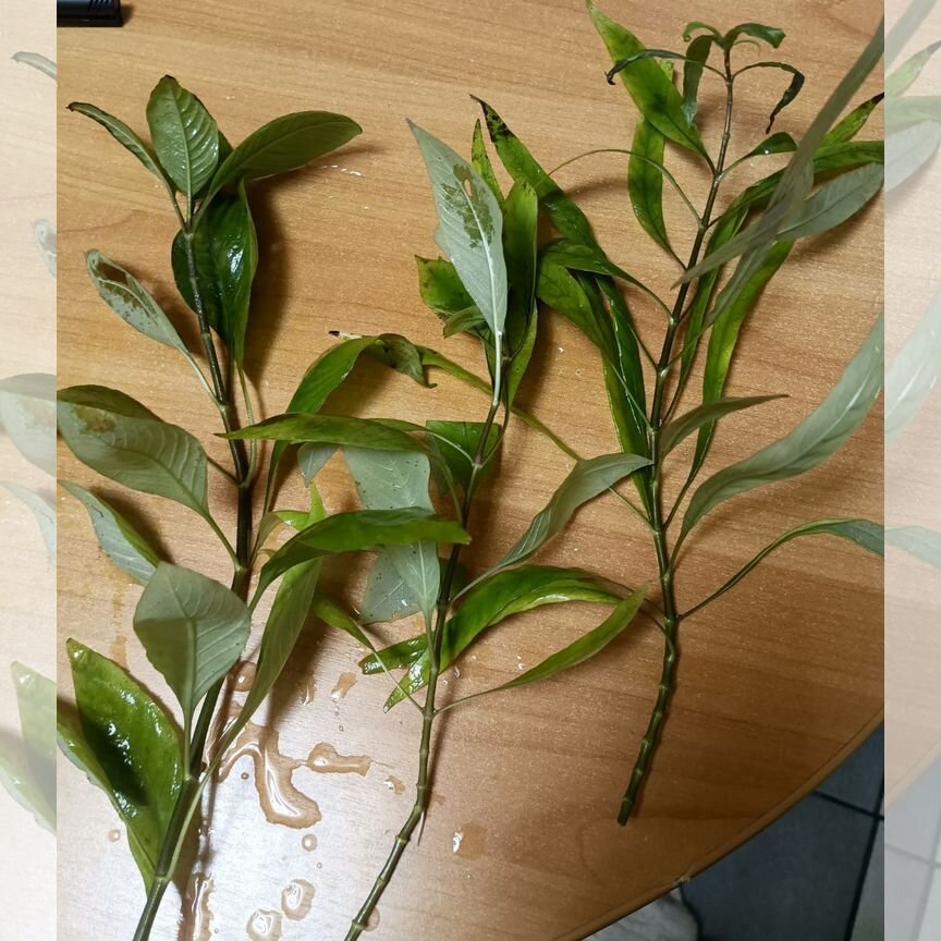 Аквариумные растения прополка