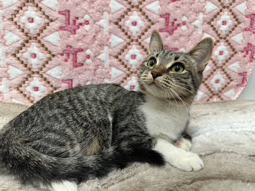Кошка 9мес