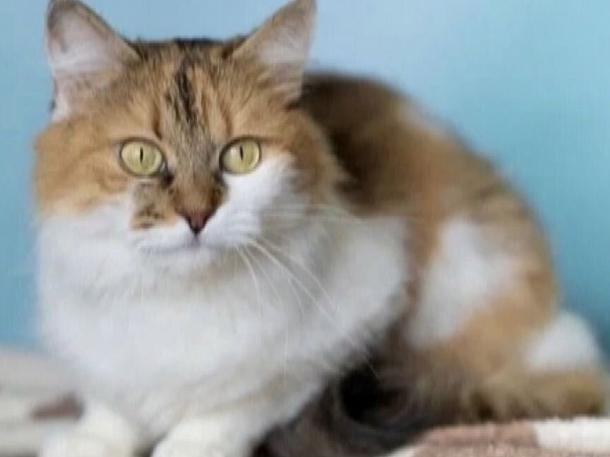 Ласковая кошка ищет дом