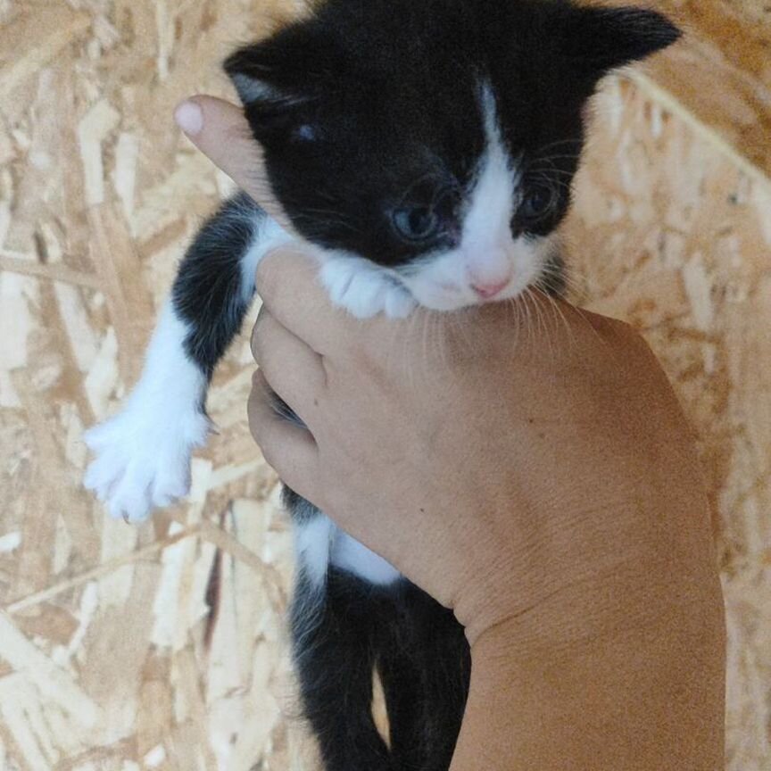 Котята