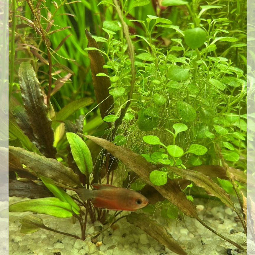 Медовый гурами красный