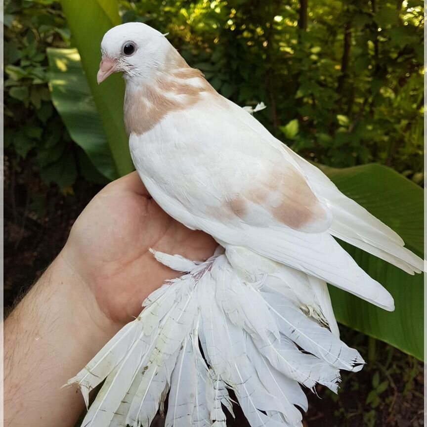 Кавказские бойные голуби