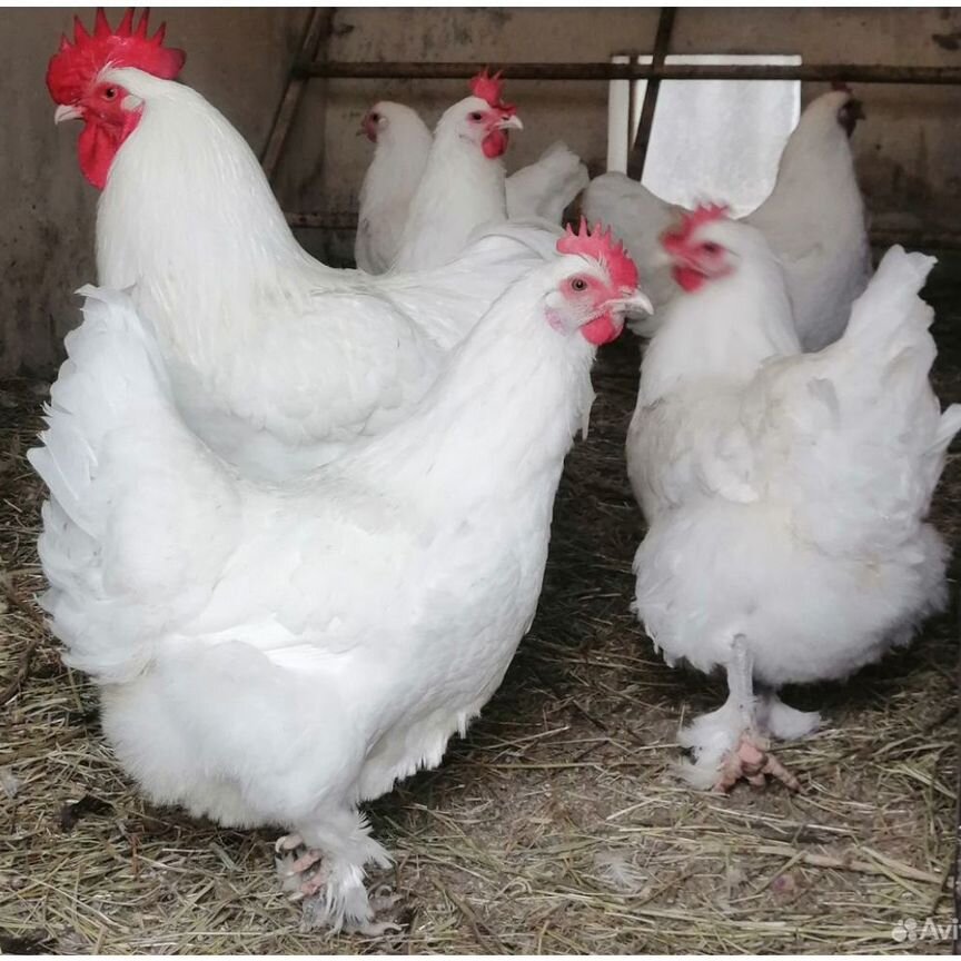 Маран белый