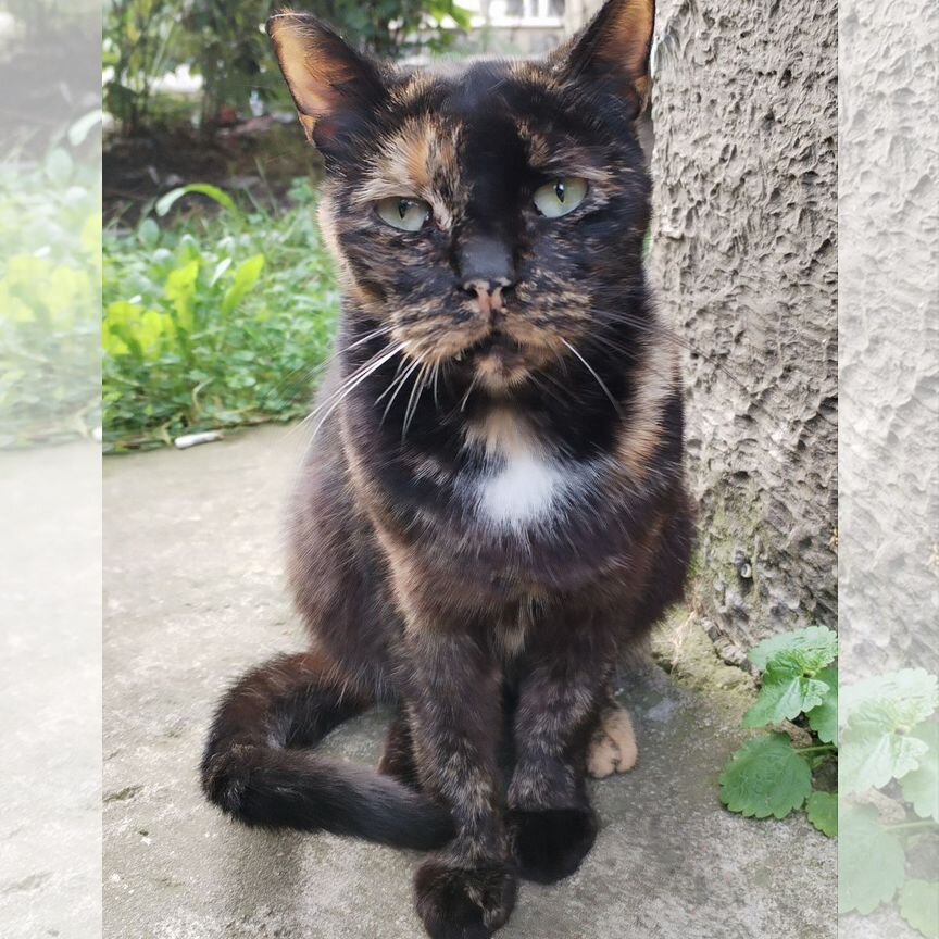 Несчастная кошечка