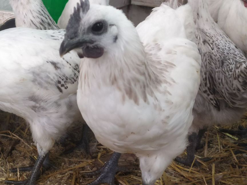 Молодые петухи лакенданзи