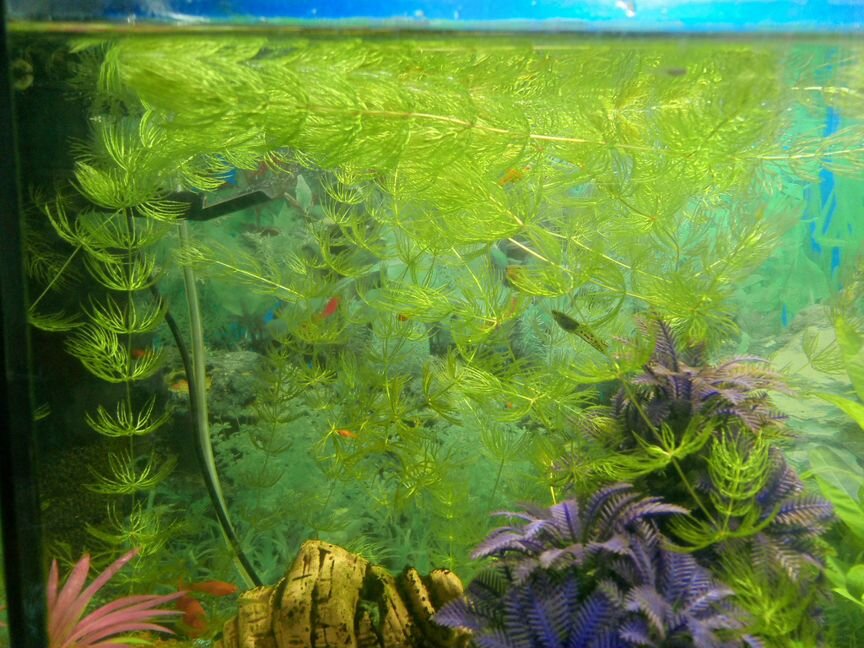 Роголистник для аквариума много