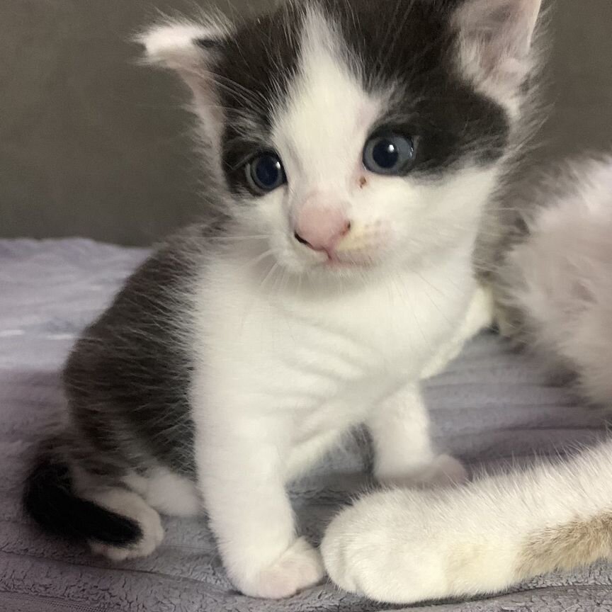 Котёнок в добрые руки