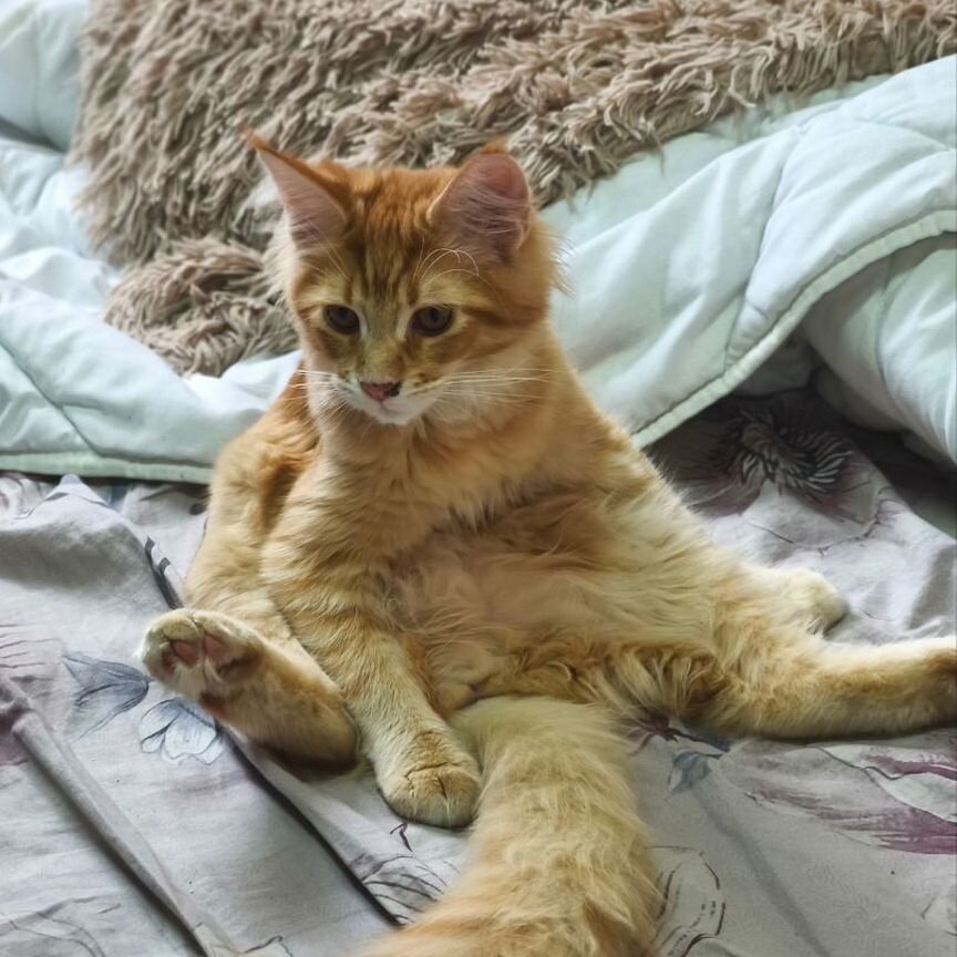 Продается котенок Мейнкун