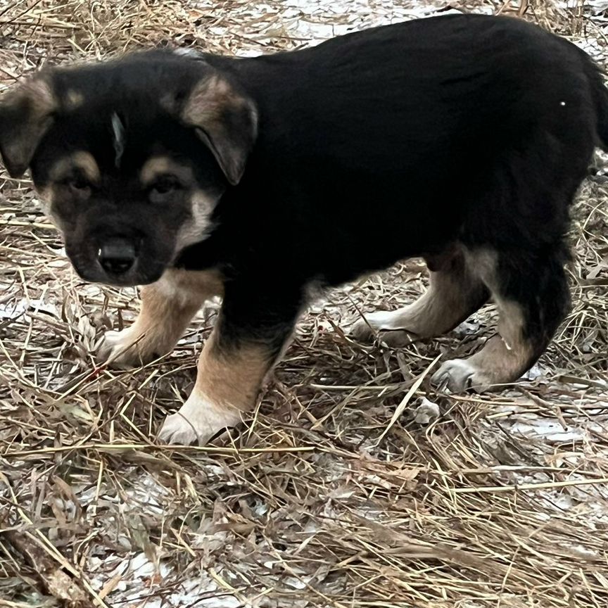 Щенок в добрые руки