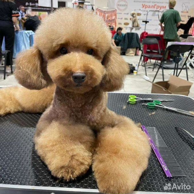 Кобель миник вязка