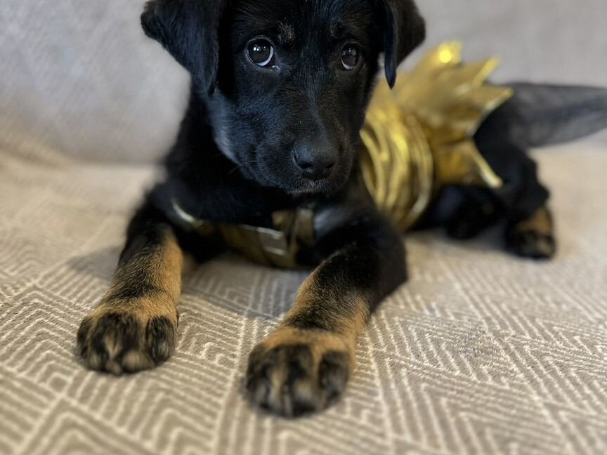 Щенок в добрые руки