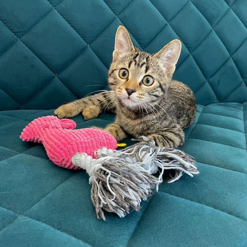 Котята в добрые руки бесплатно