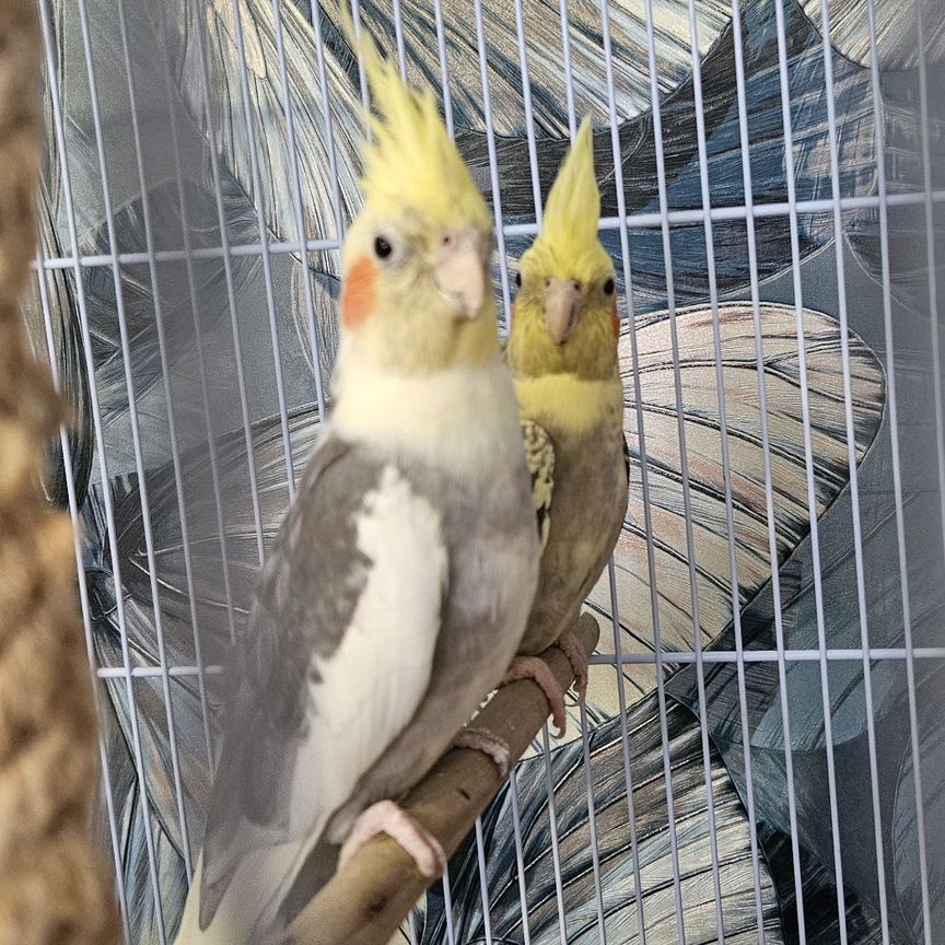 Попугай корелла