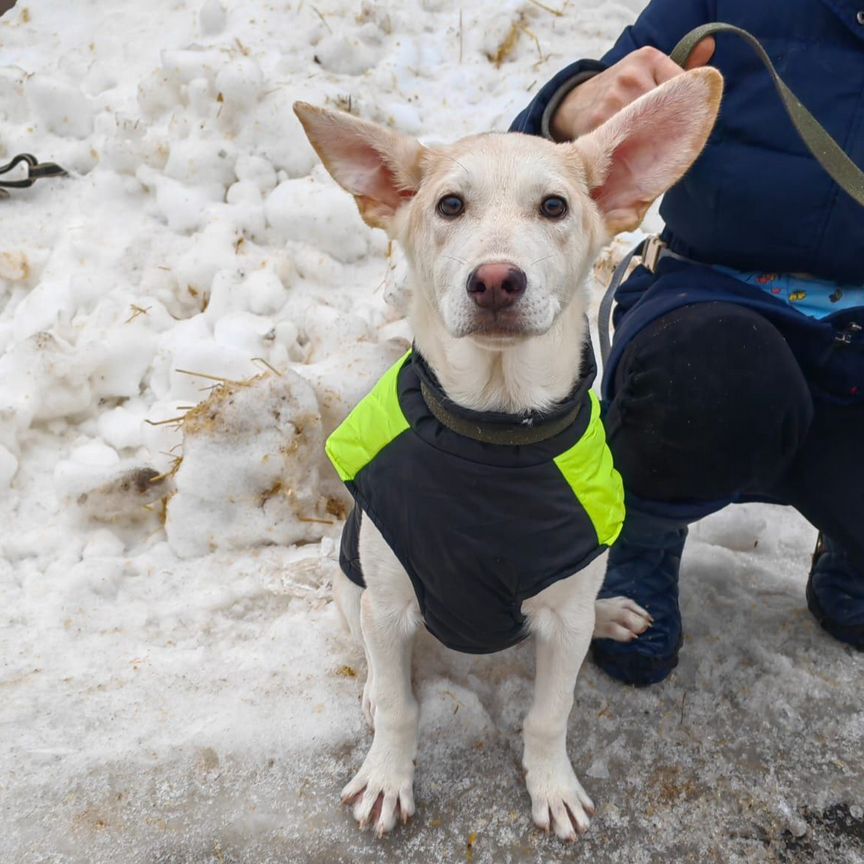 Щенок Краш в добрые руки