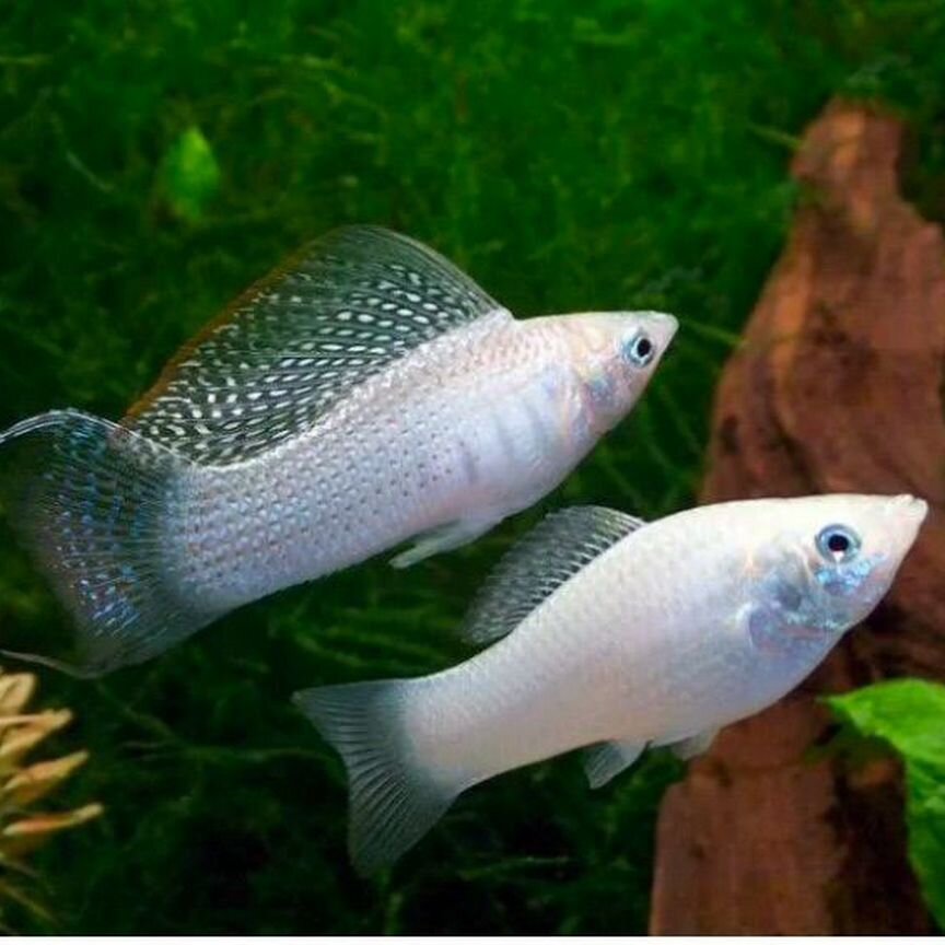 Моллинезия снежинка