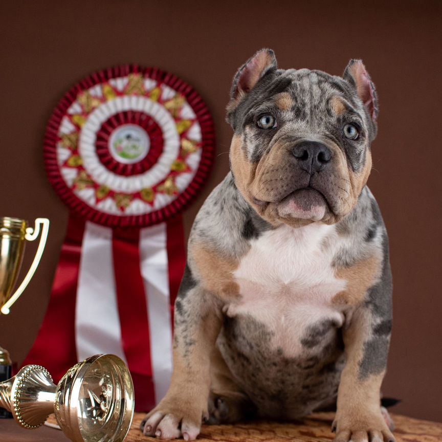 Щенок Американский Булли