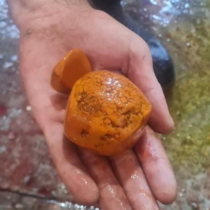 Желчный камень крс сухой, свежий