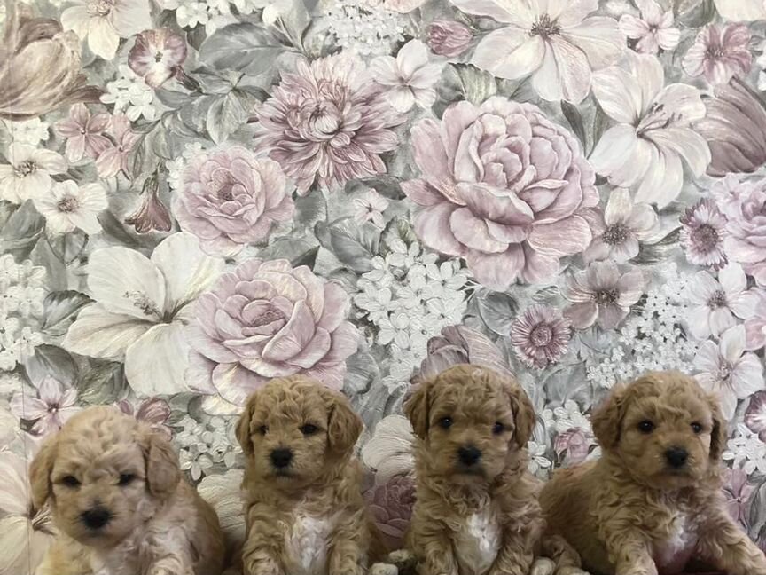 Мальтипу, Пушон, Бишпу только f1