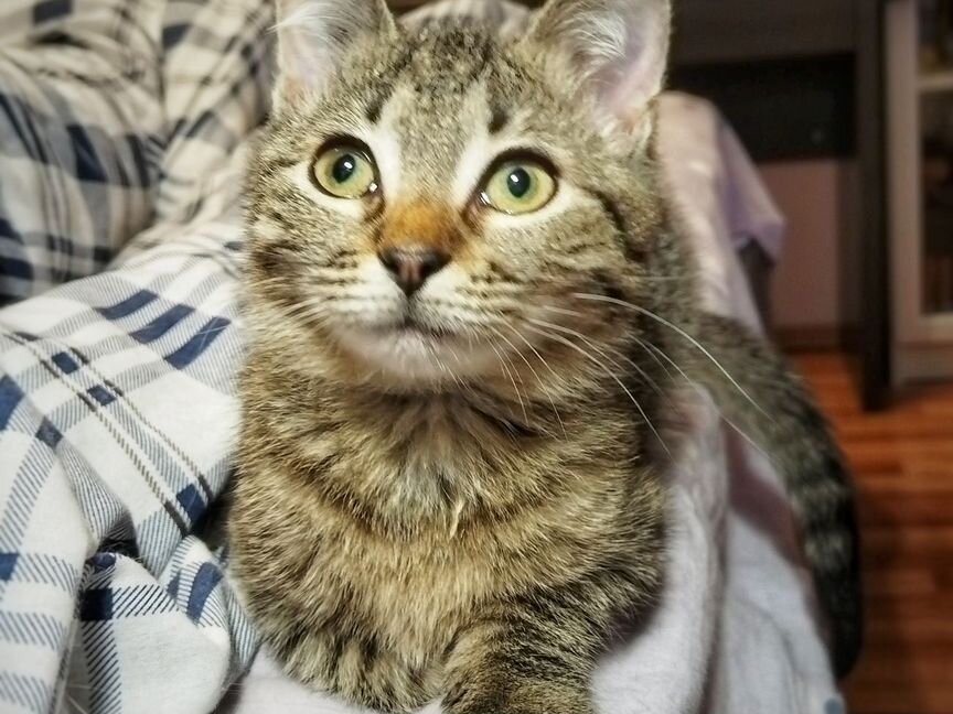 Малышка Корюшка
