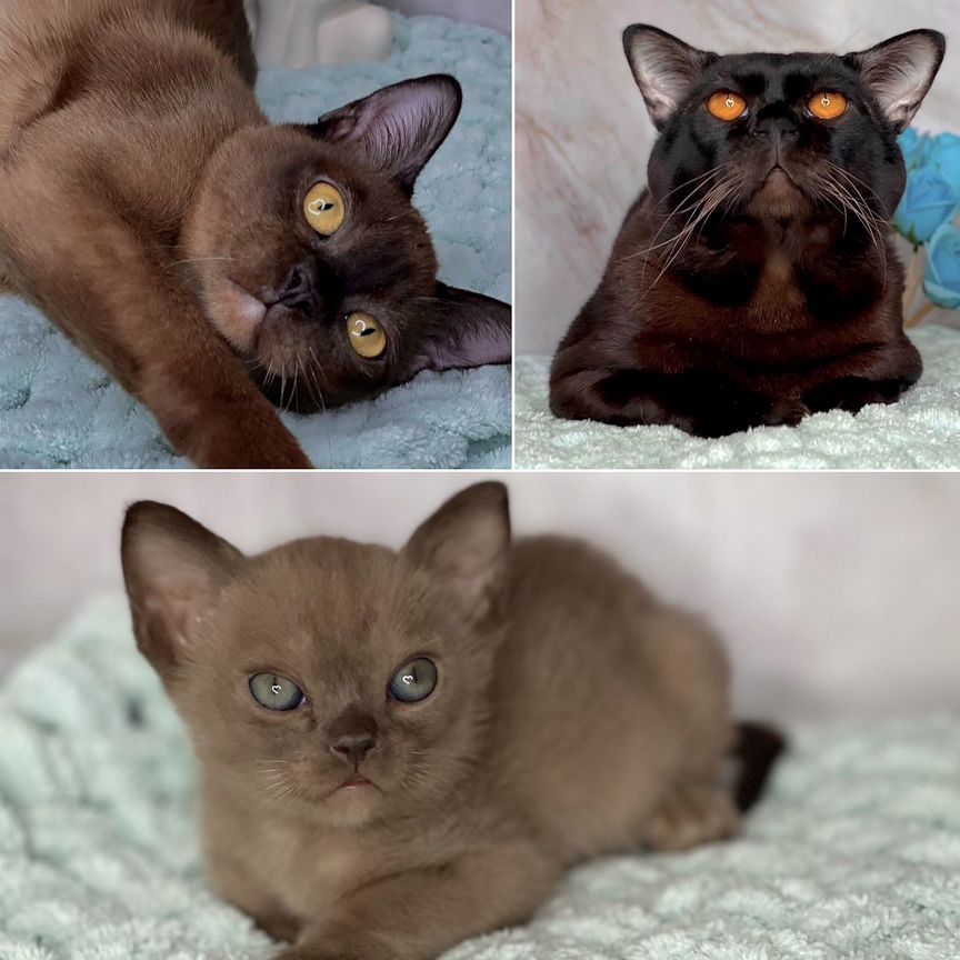 Лучшие Бурманские котята