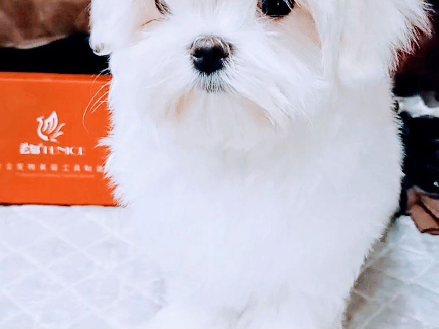 Мини мальчик мальтезе РКФ. Мальтийская болонка