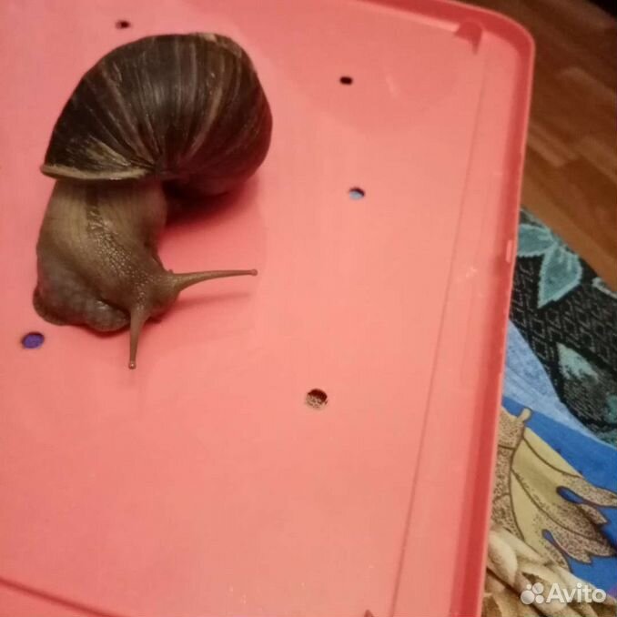 Отдам в добрые руки ахатинку возраст 2 года