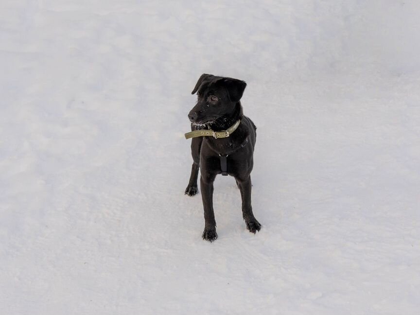 Собака в добрые руки отдам бесплатно