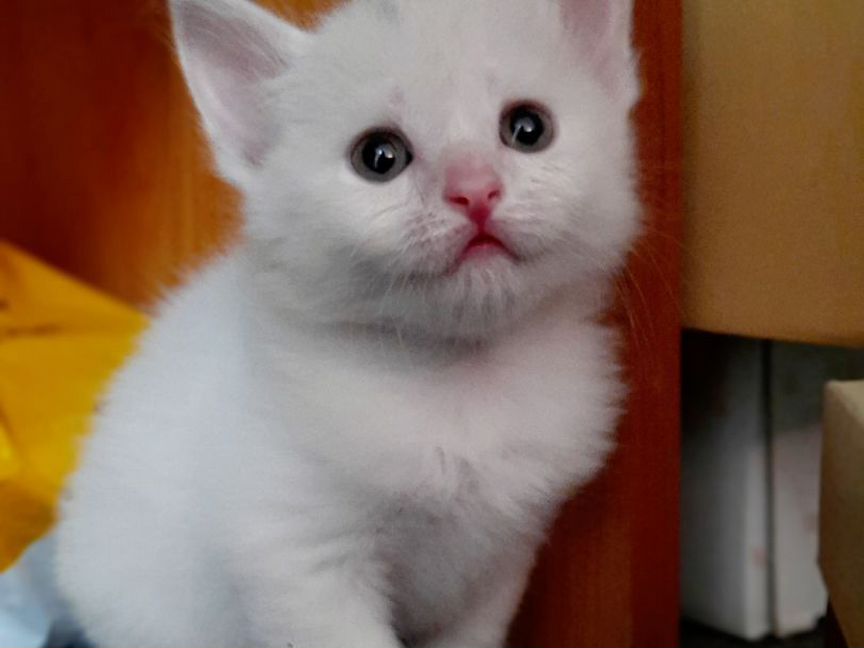 Кошка