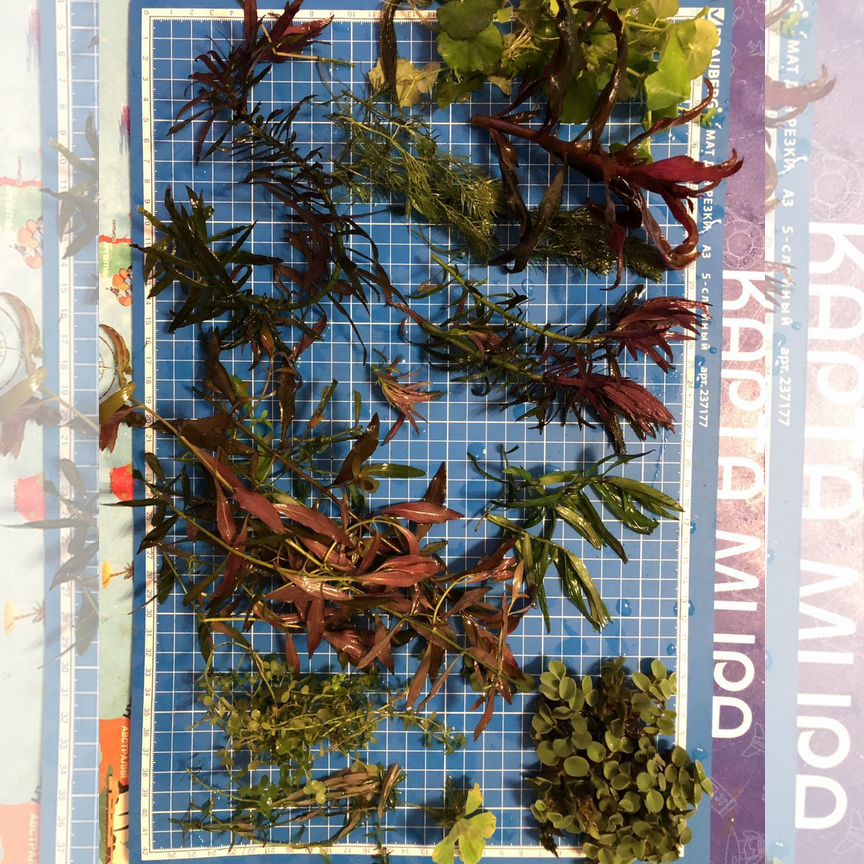 Аквариумное растение, прополка, 10 видов