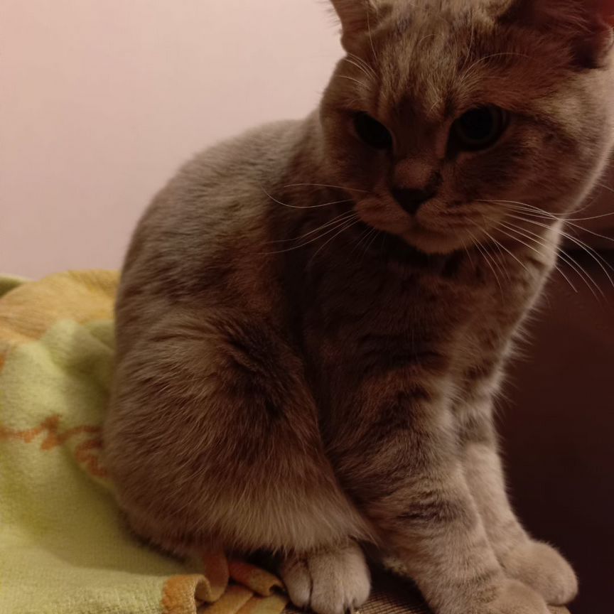 Британец кот