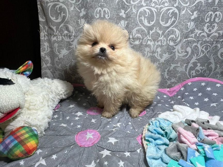 Померанский шпиц мини